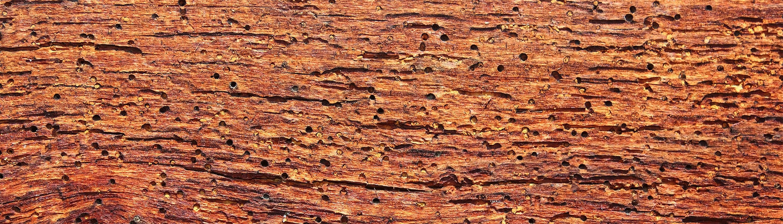 Traitement insectes xylophages Protecteo Bois